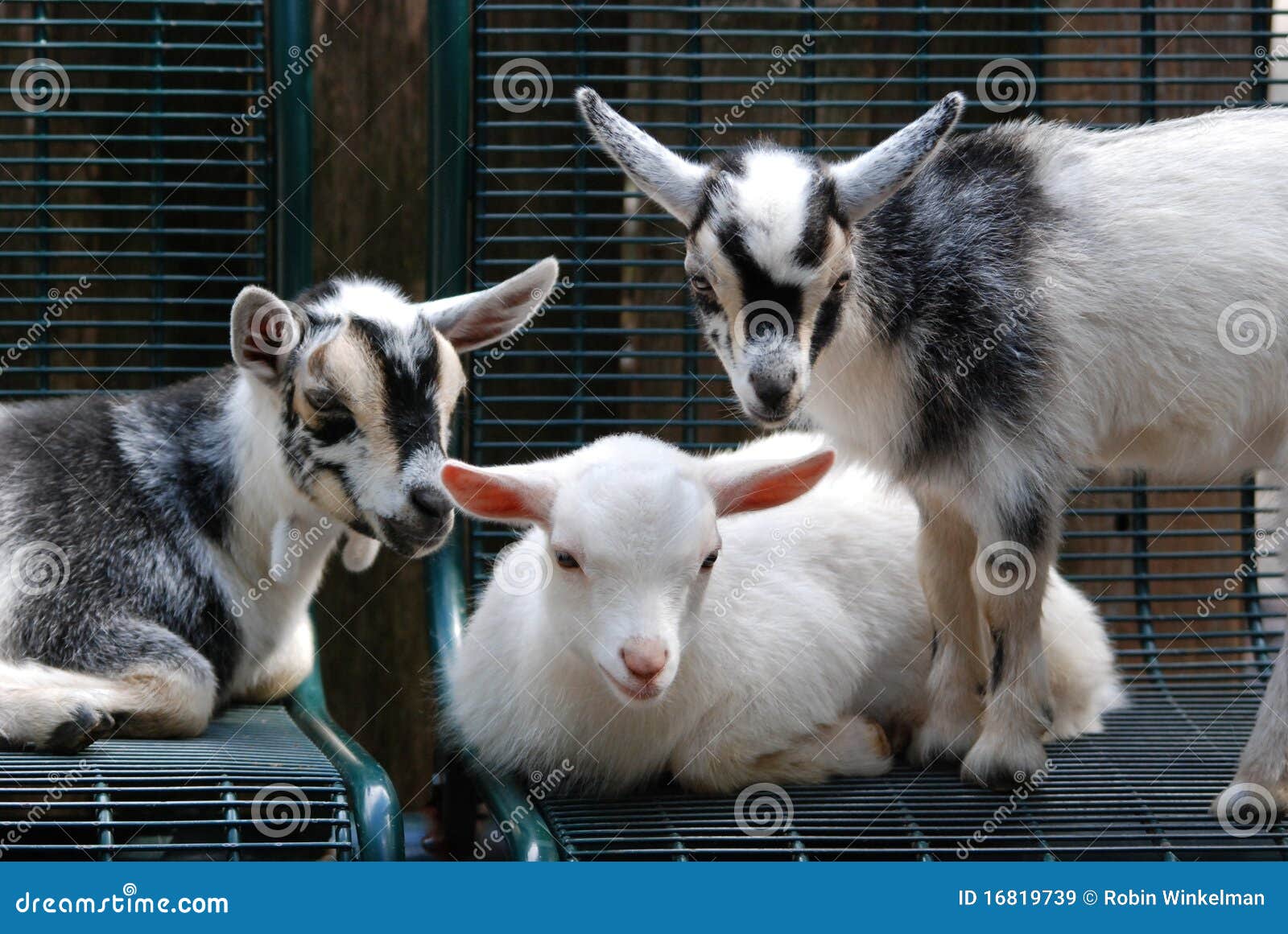 Three baby goats stock image. Image of bench, three, baby - 16819739
