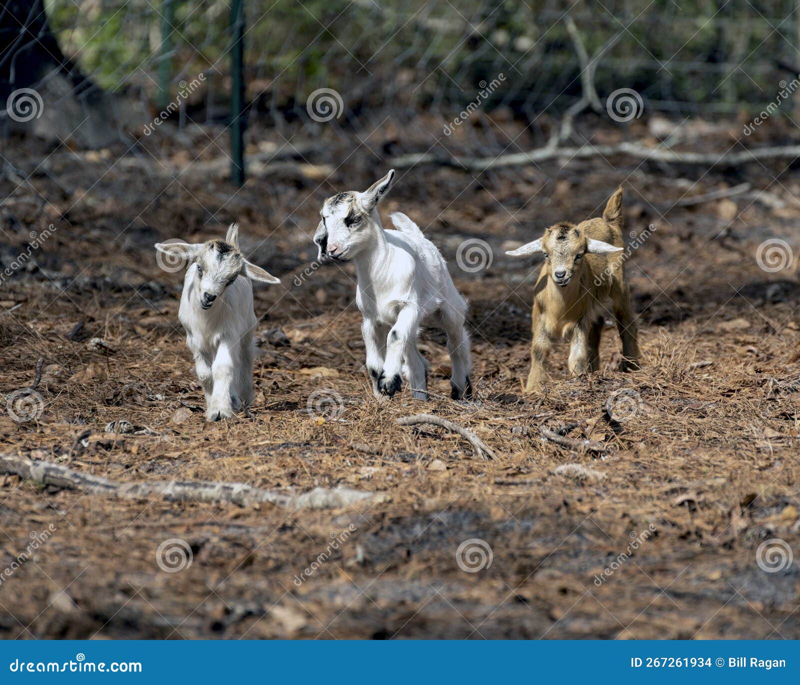 Three Baby Goats Playing on the Farm Stock Photo - Image of oreamnos ...