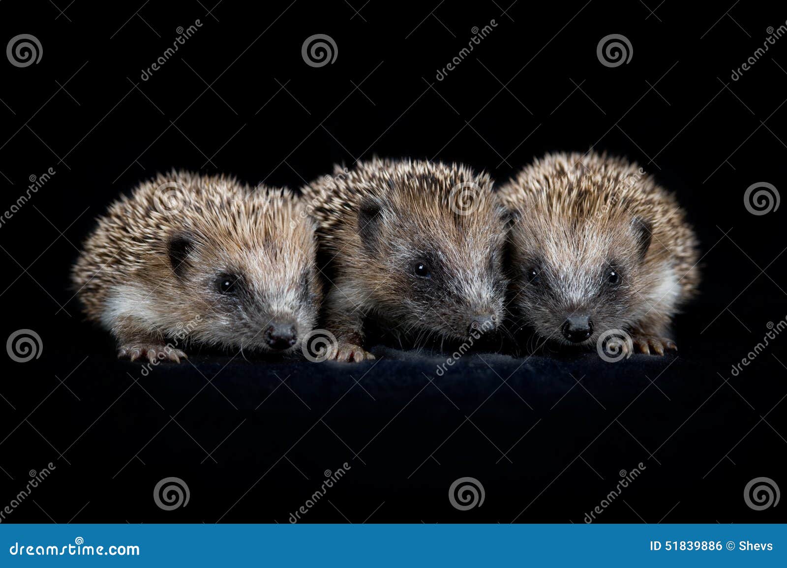 Three baby hedgehogs stock photo. Image of postcard, closeup - 51839886
