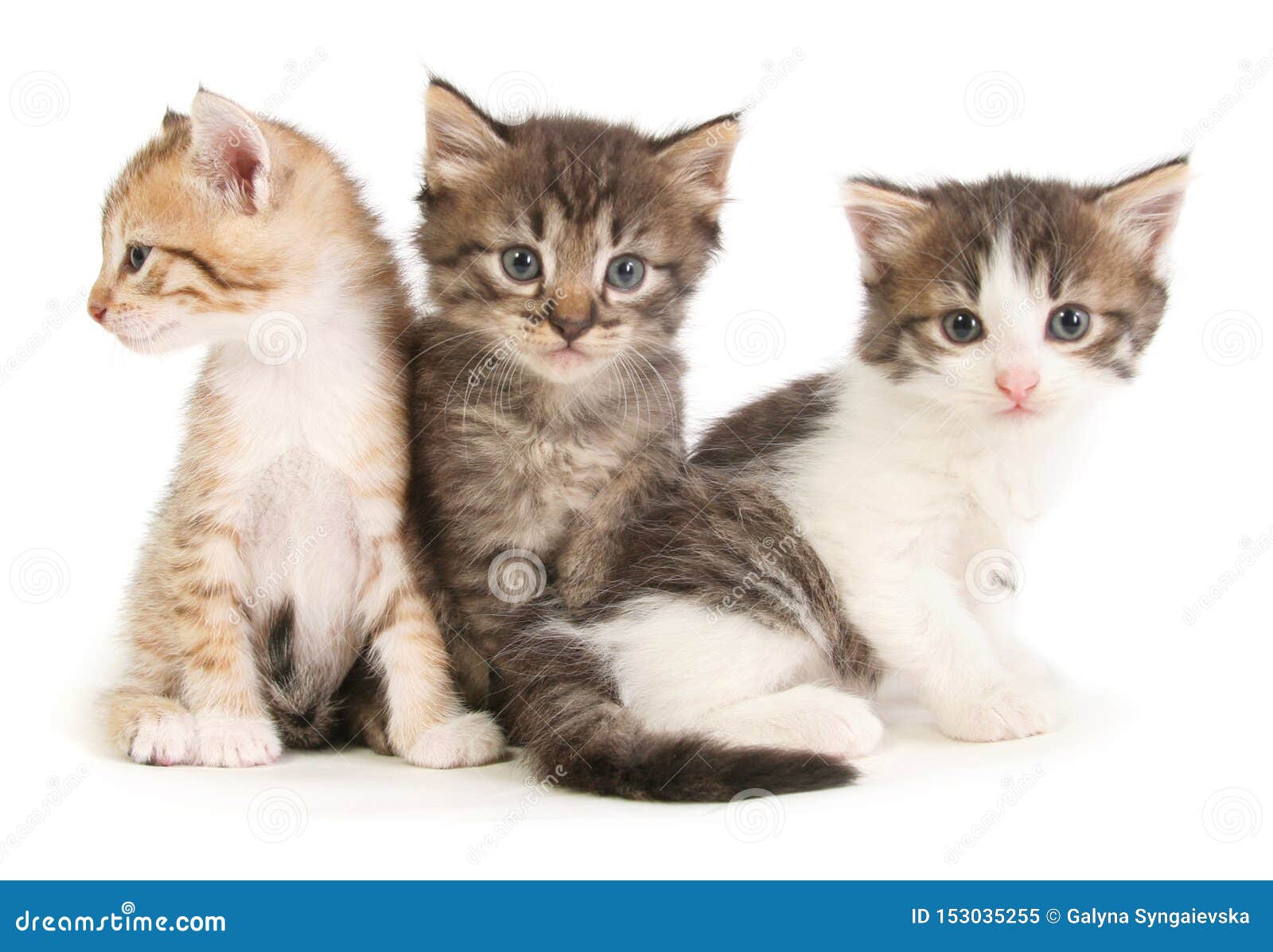 Three baby kittens stock image. Image of kitten, animal - 153035255