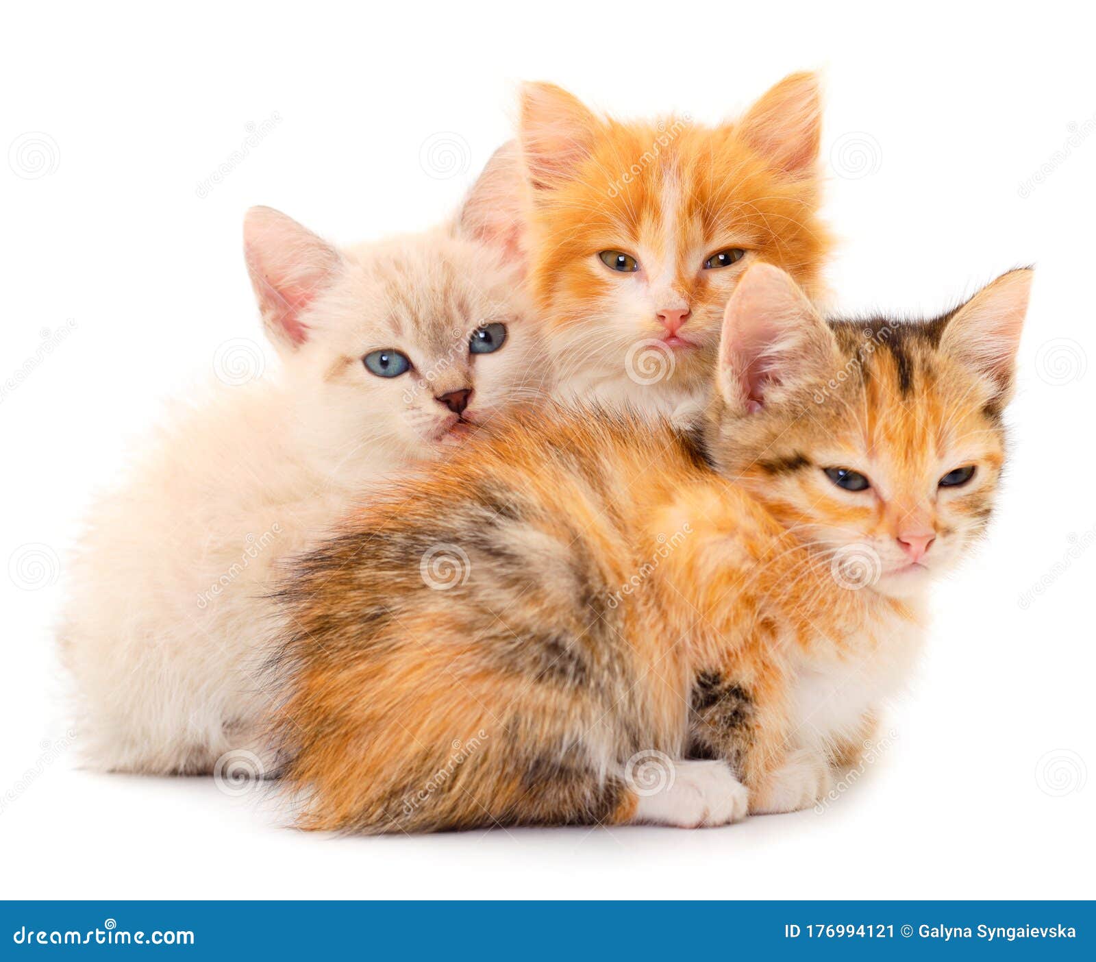 Three baby kittens stock image. Image of beautiful, isolated - 176994121