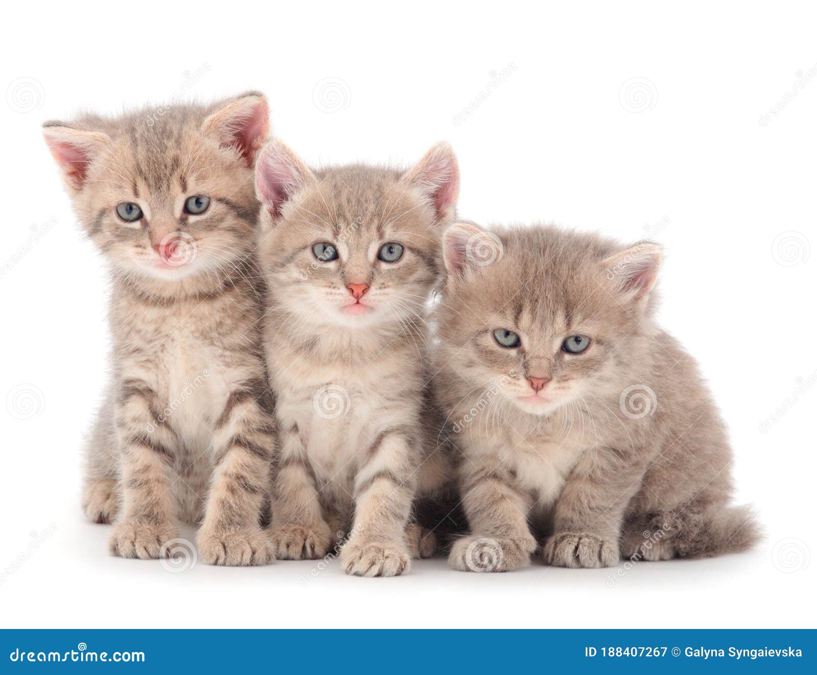 Three baby kittens stock image. Image of eyes, kitten - 188407267