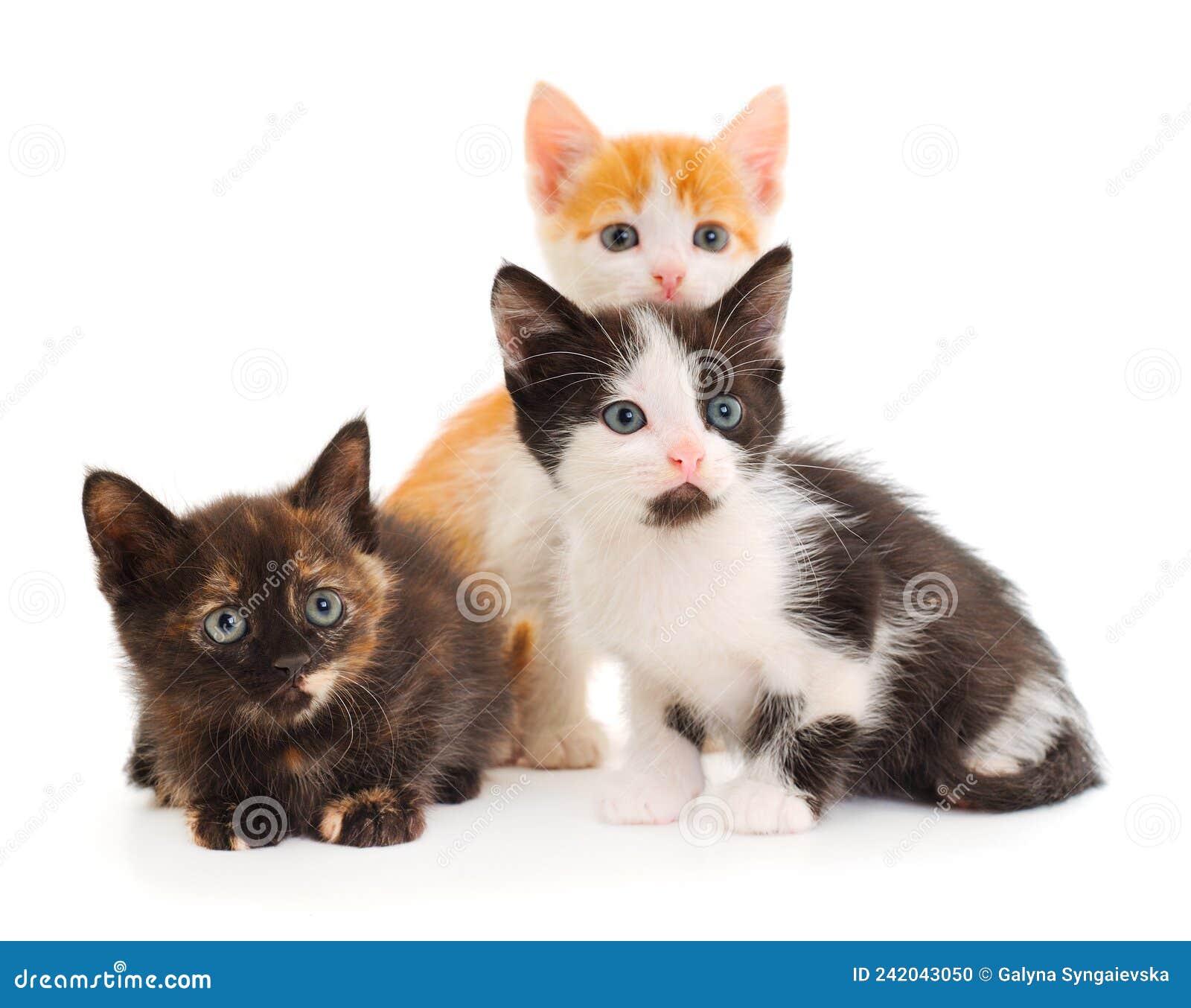 Three baby kittens stock photo. Image of playful, baby - 242043050
