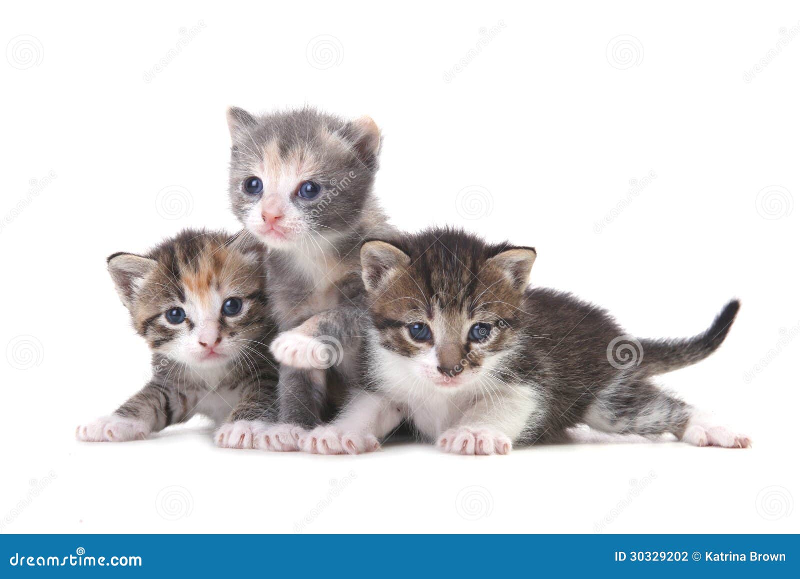 Three Baby Kittens on a White Background Stock Photo - Image of ...