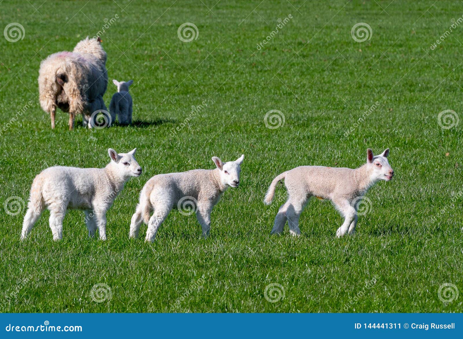 Three Baby Lambs Running in a Field Stock Image - Image of white, three ...