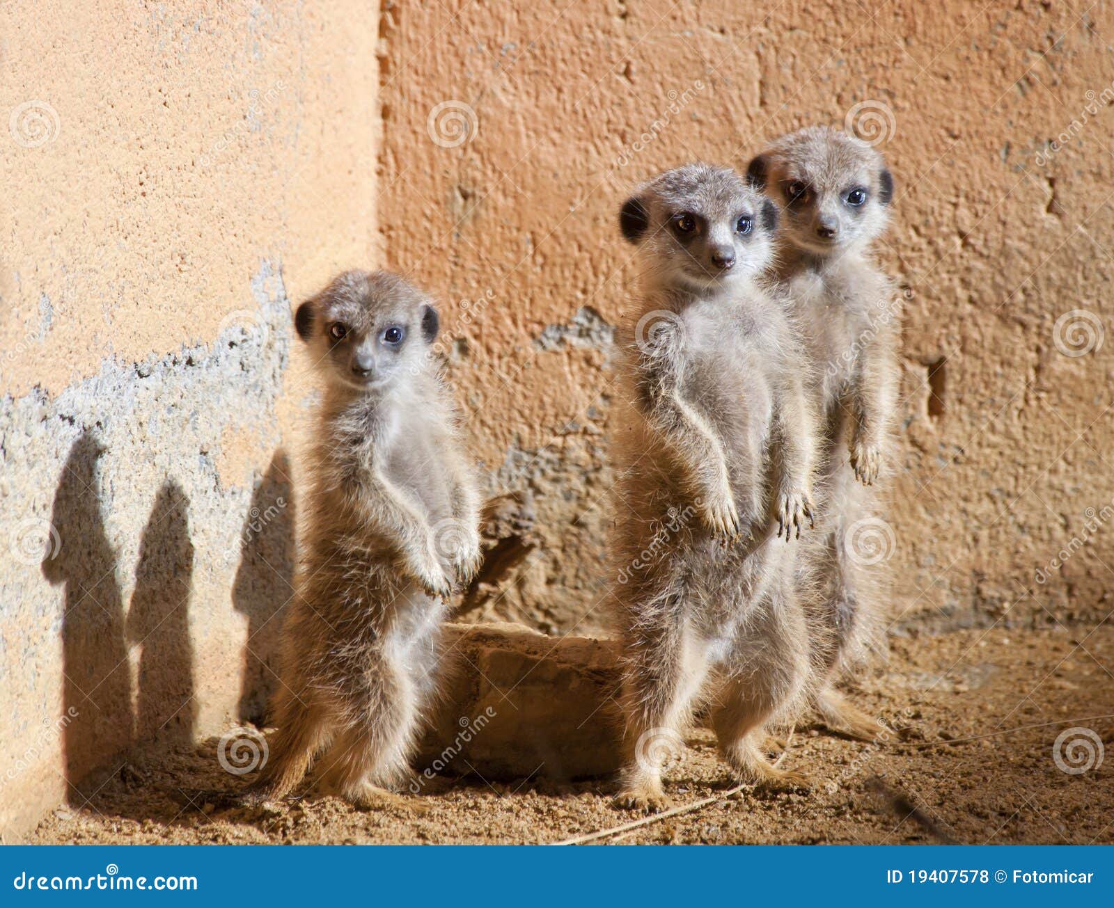 Three Baby meerkats stock photo. Image of tail, thin - 19407578