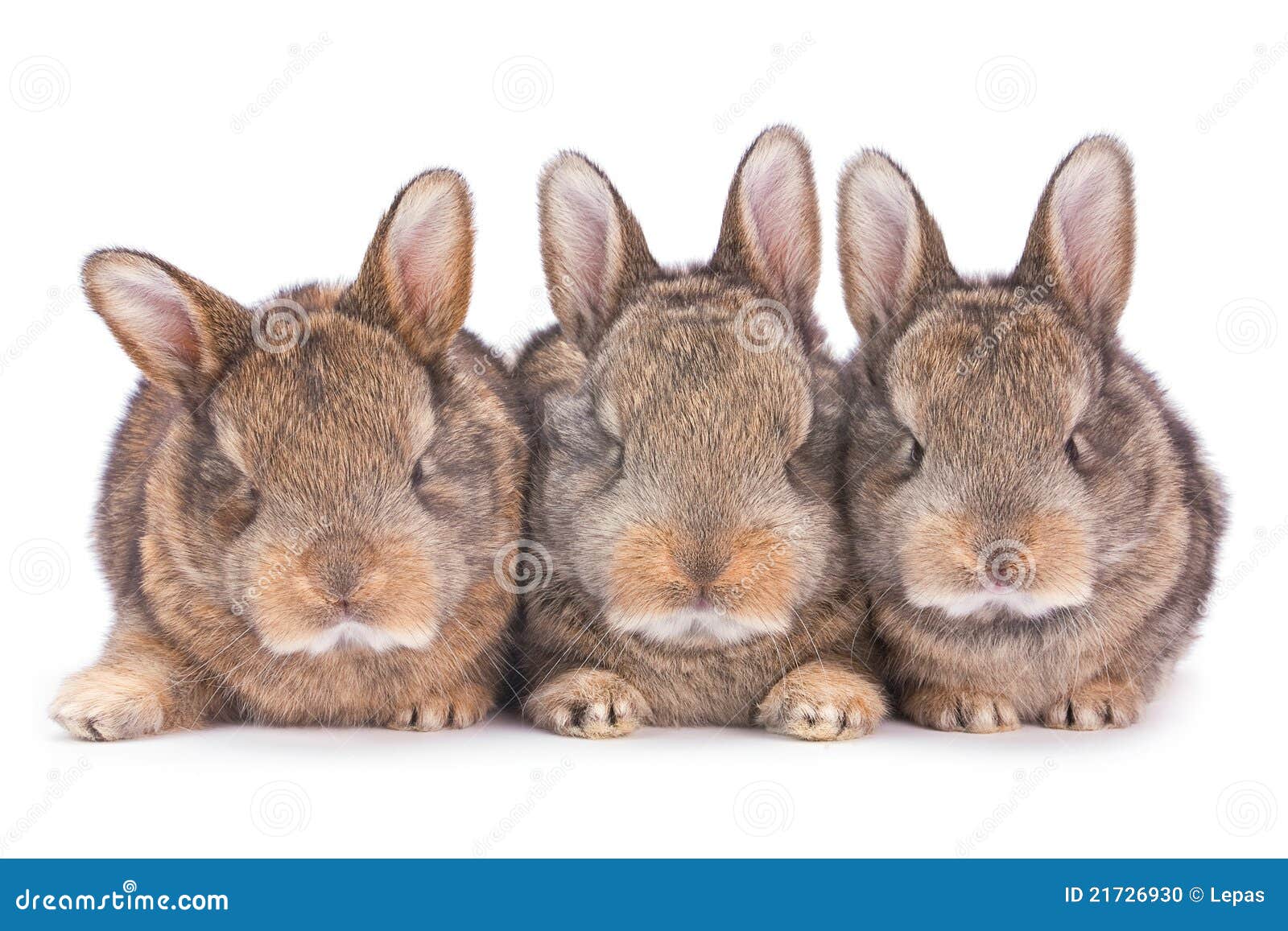 Three baby rabbit on white stock photo. Image of hare - 21726930