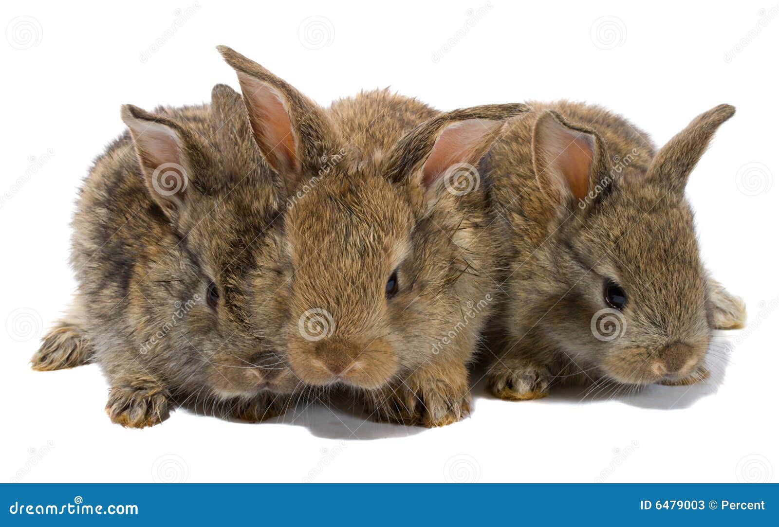 Three baby rabbits stock image. Image of sitting, rabbit - 6479003