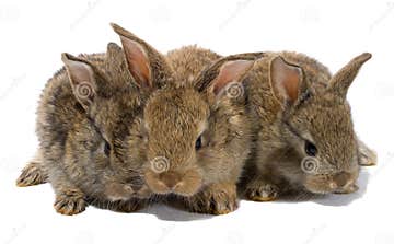 Three baby rabbits stock image. Image of sitting, rabbit - 6479003