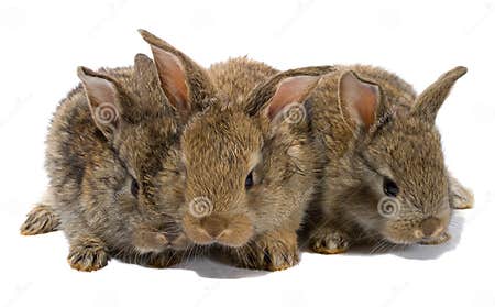 Three baby rabbits stock image. Image of sitting, rabbit - 6479003