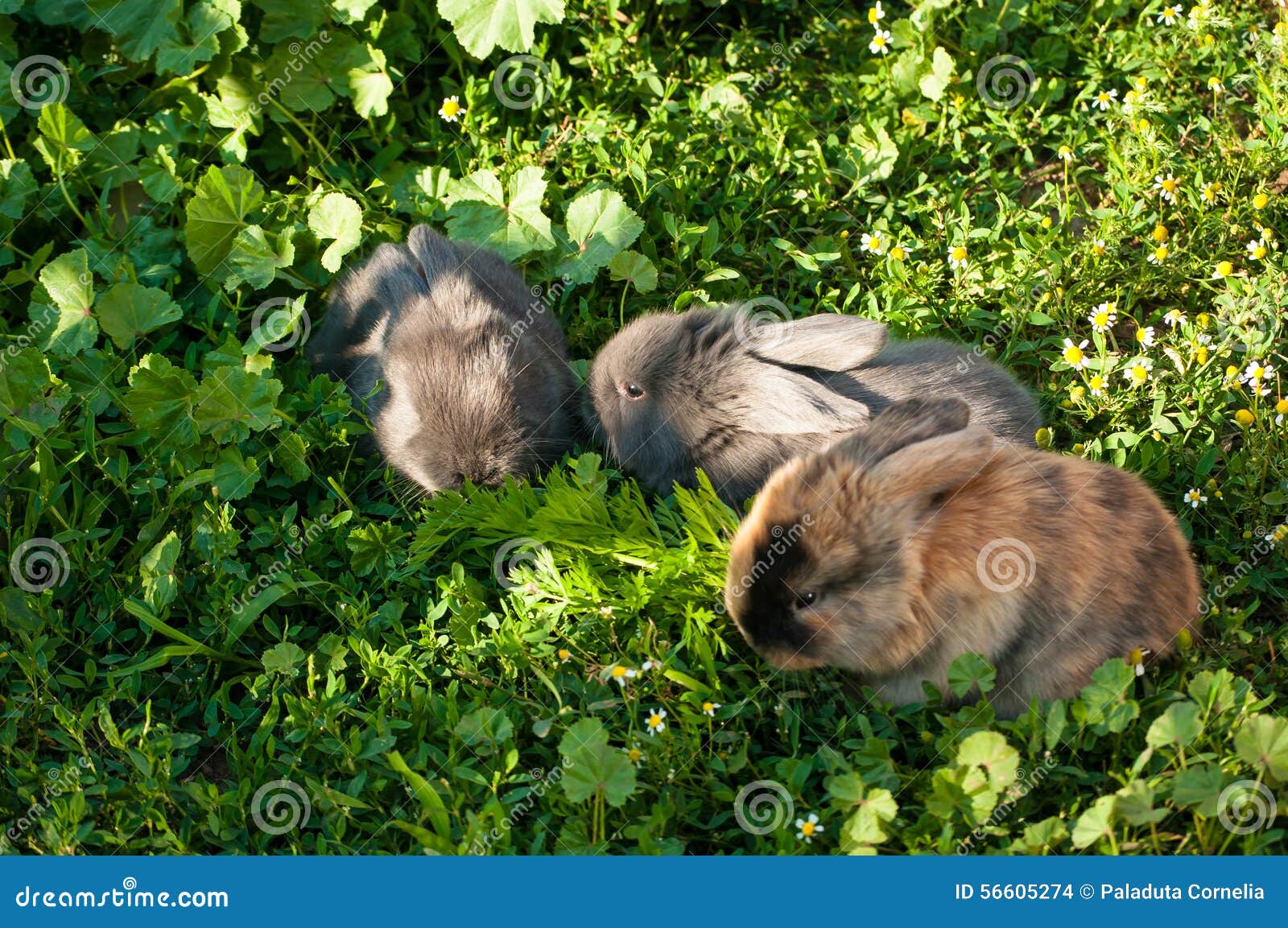 Three baby rabbits stock photo. Image of dwarf, sitting - 56605274