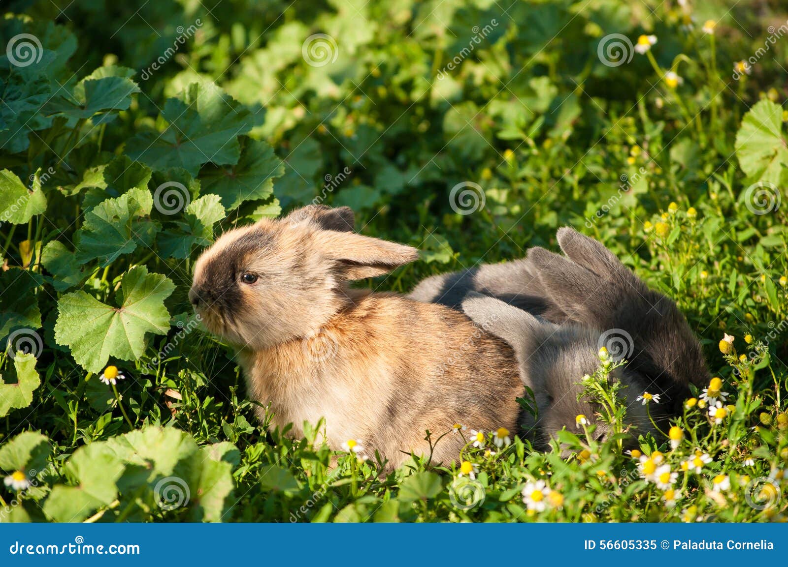 Three baby rabbits stock image. Image of bunny, farm - 56605335