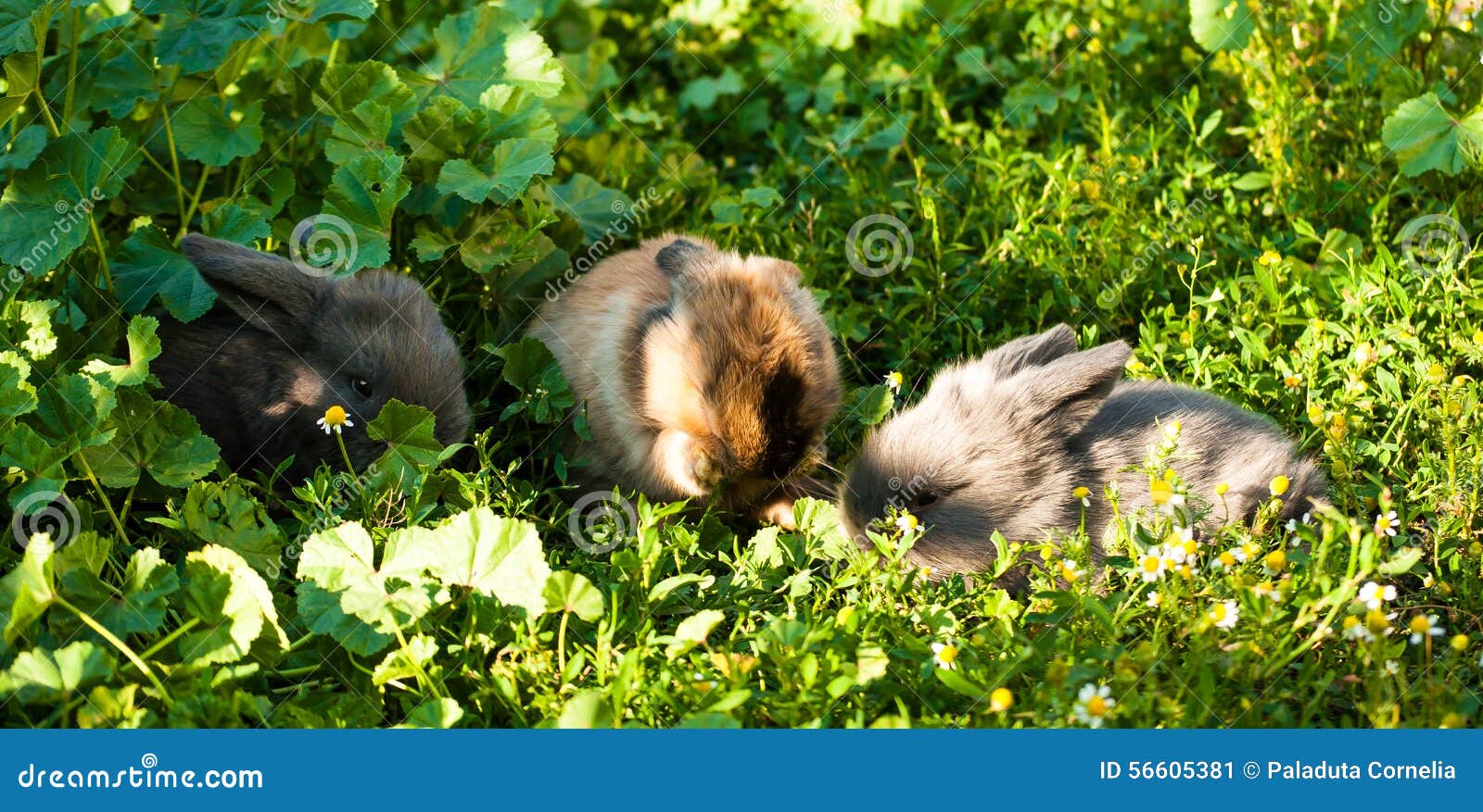 Three baby rabbits stock image. Image of domestic, sitting - 56605381
