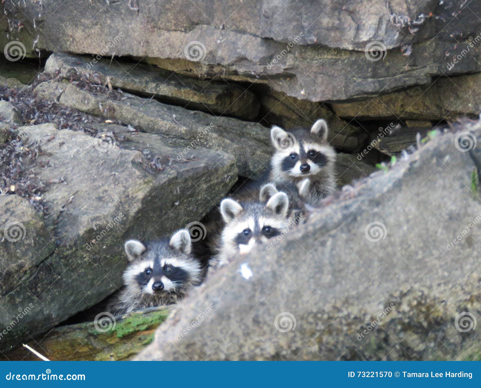 Three Baby Raccoons in Rocks Stock Photo - Image of curious, common ...