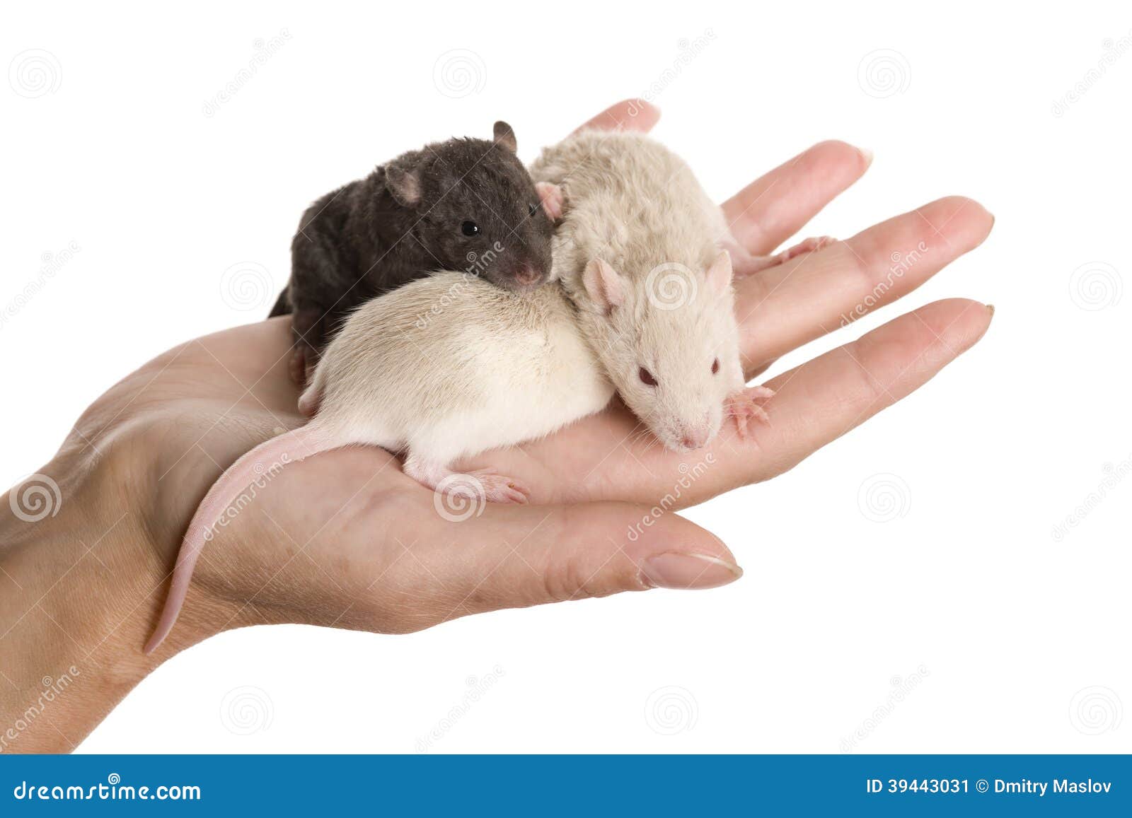 Three baby rats on a palm stock image. Image of white - 39443031