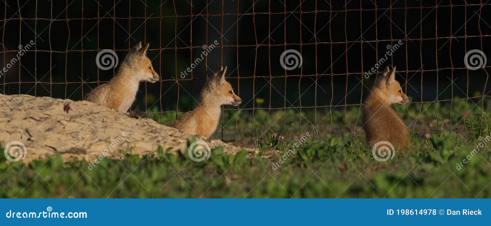 Three Baby Red Fox Looking for Mom Stock Photo - Image of carnivore ...