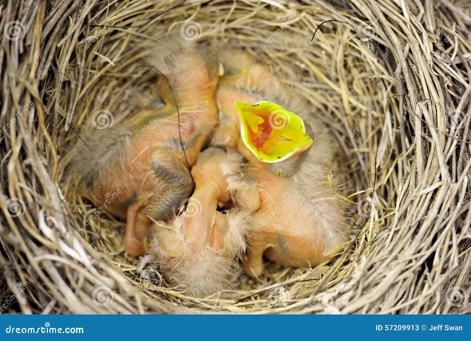 Three baby robins stock image. Image of nest, fowl, chicken - 57209913