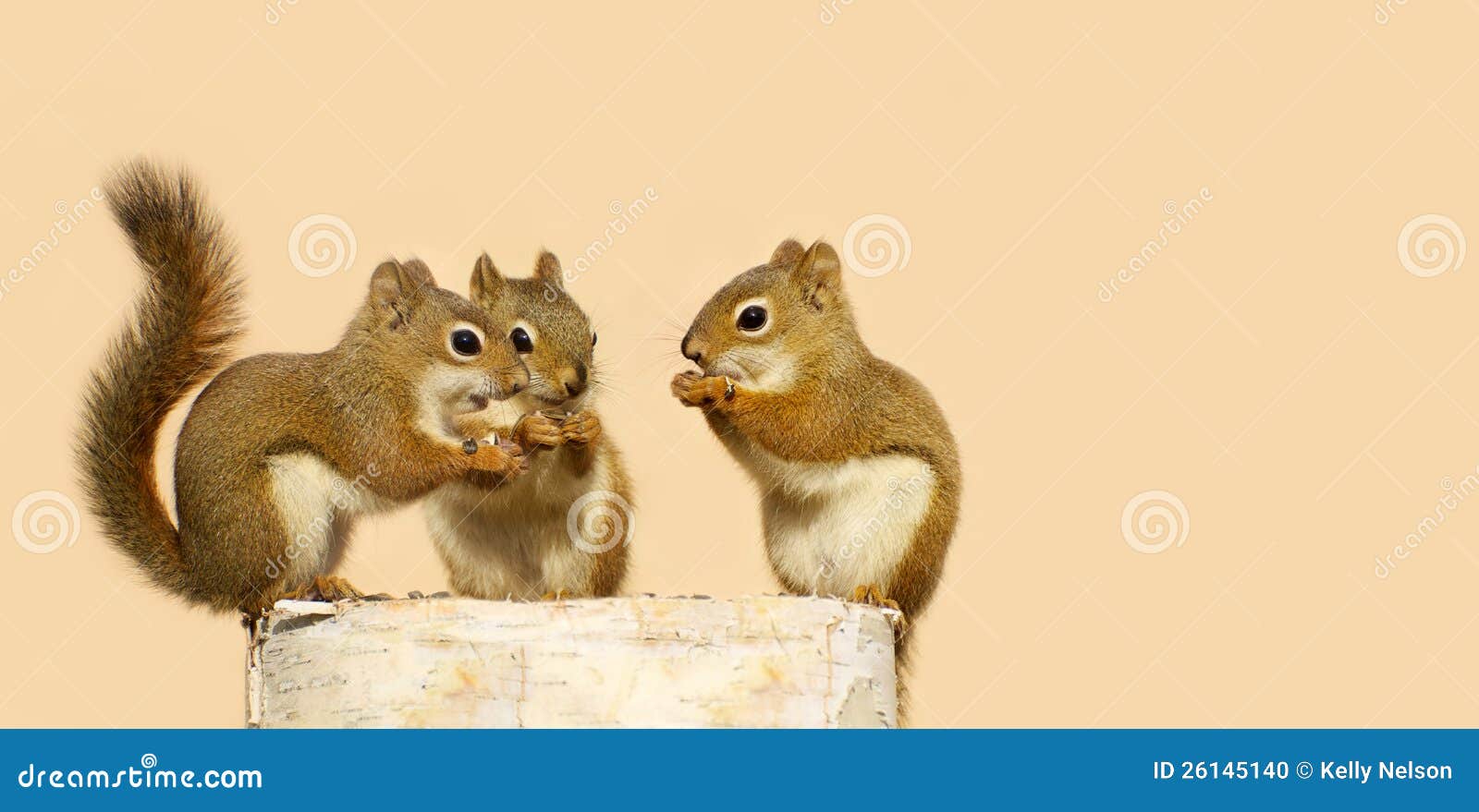Squirrels Sharing Stock Photos - Free & Royalty-Free Stock Photos from ...