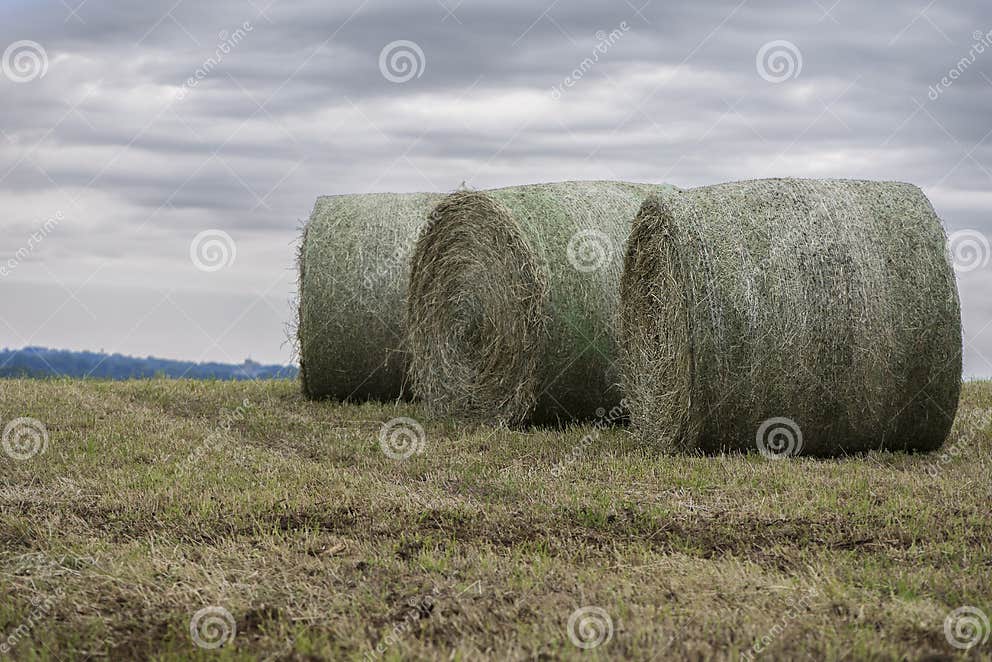 Three Bails of hay stock photo. Image of land, fence - 57546978