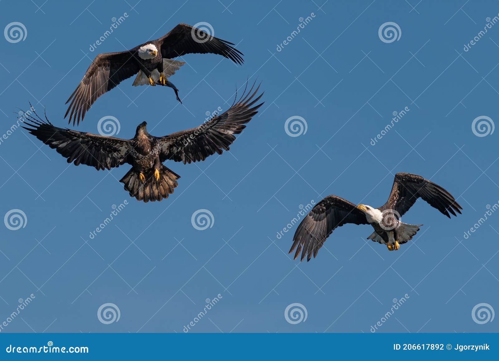 Three Bald Eagles Standing On The Beach And Opposite To Each Other ...