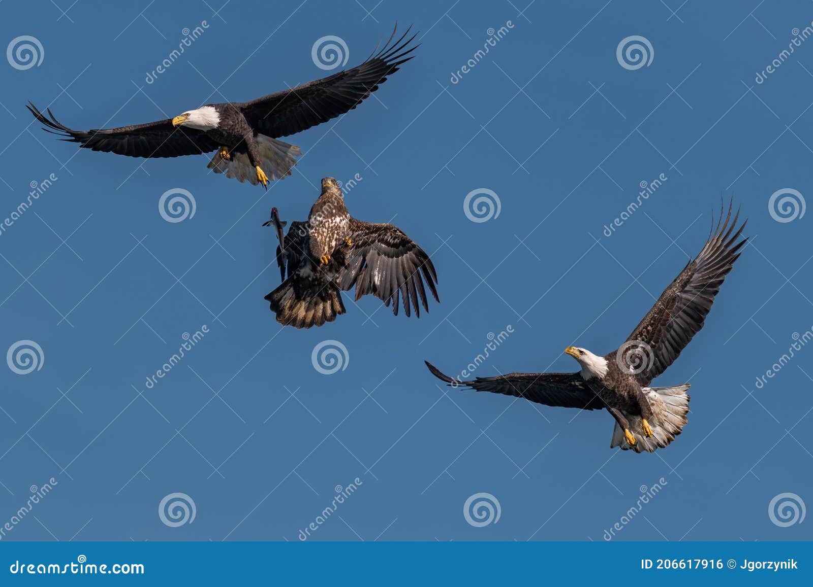 Three Bald Eagles Standing On The Beach And Opposite To Each Other ...
