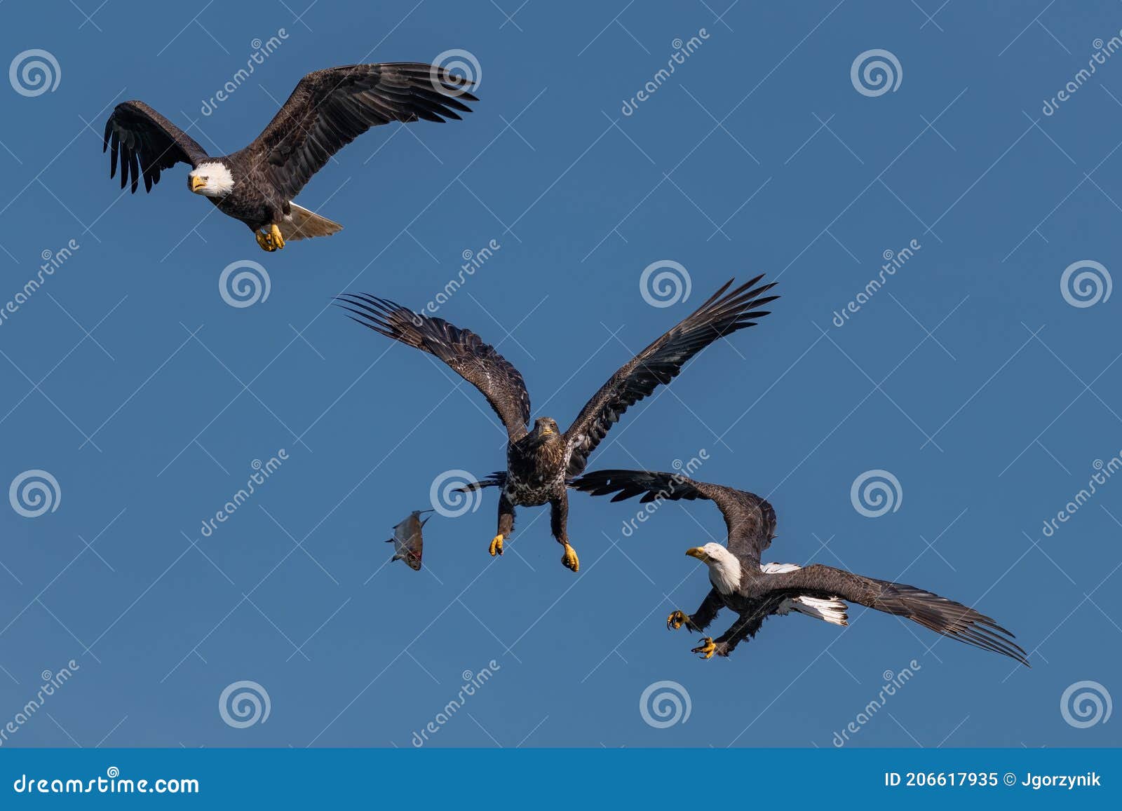 Three bald eagles fighting stock image. Image of fighting - 206617935