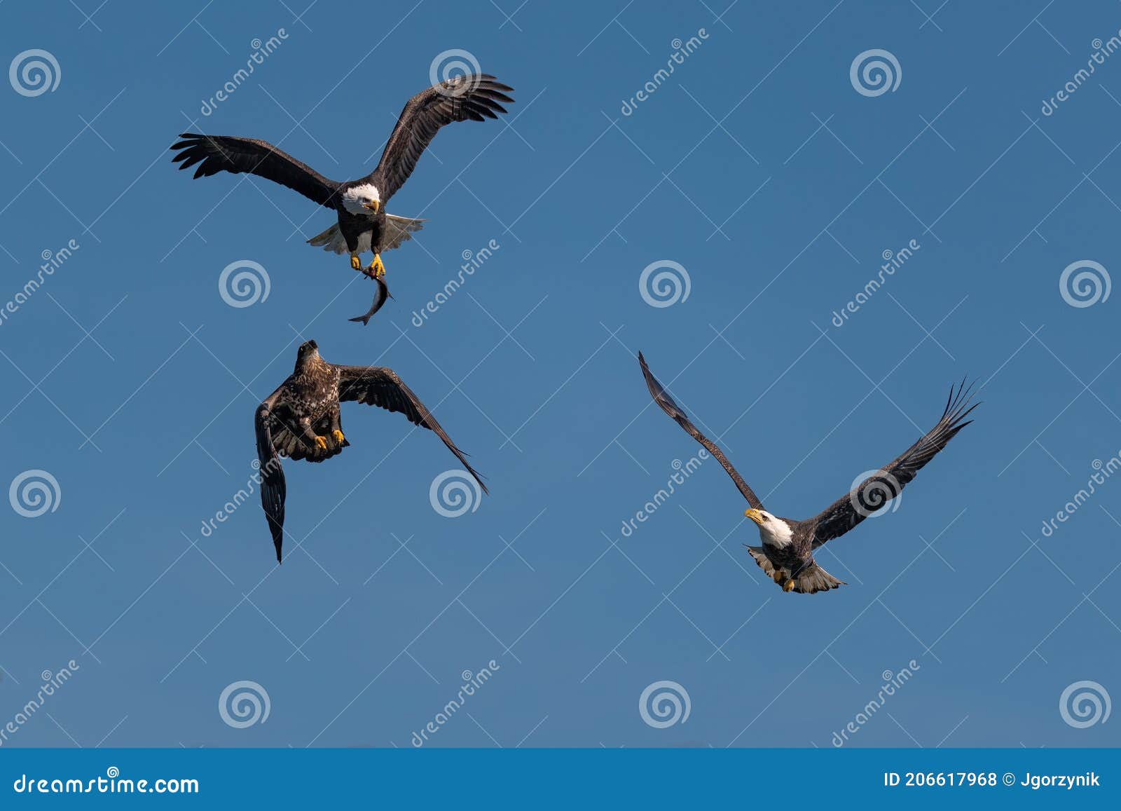 Three Bald Eagles Standing On The Beach And Opposite To Each Other ...