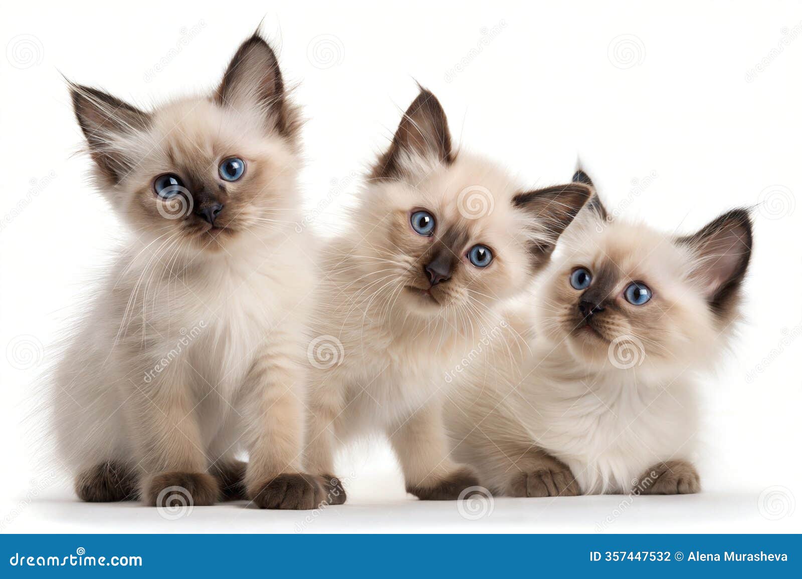 Balinese Cat With Kittens In The Grass Realistic Phot. Generative AI ...
