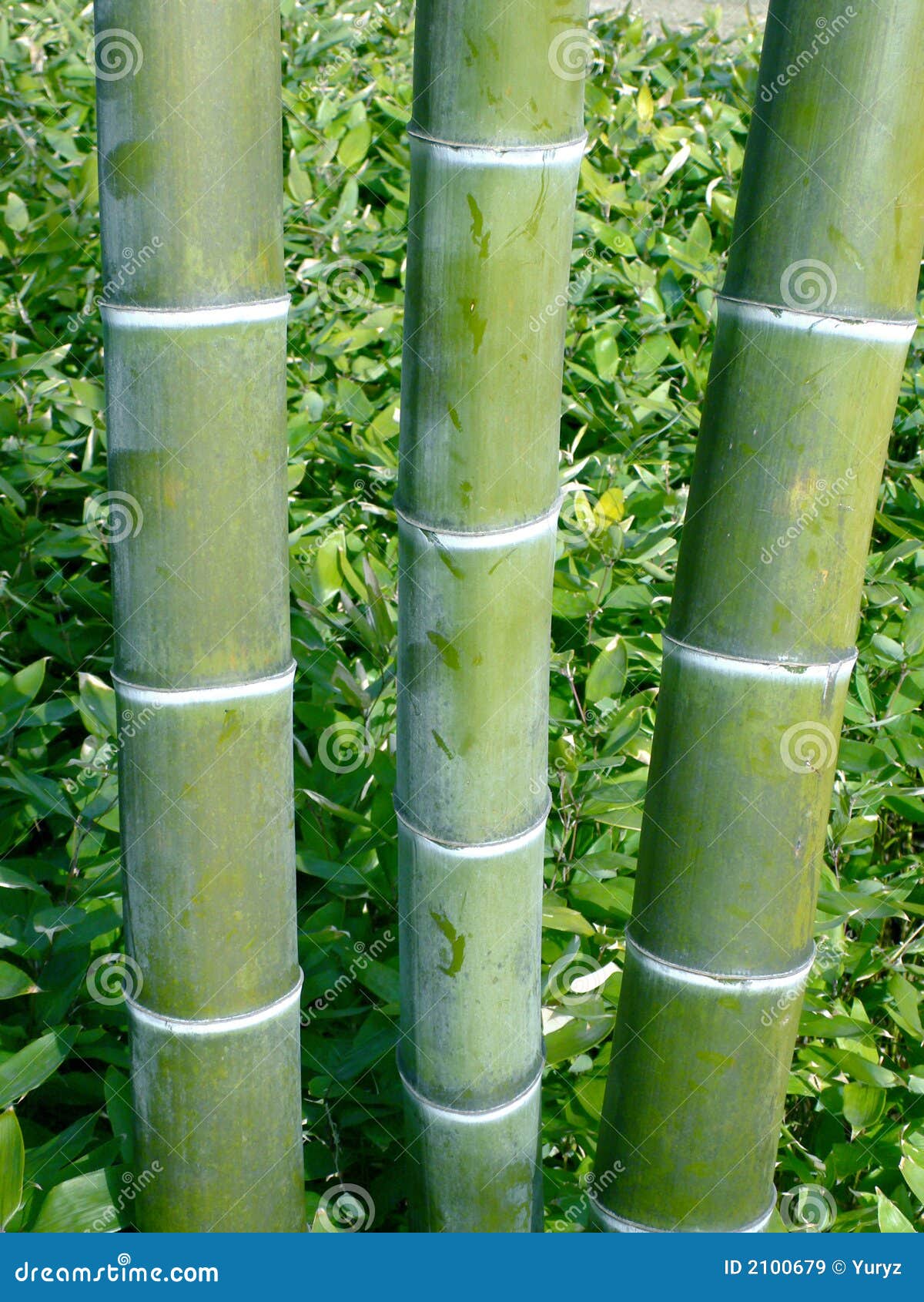 Three bamboo poles stock image. Image of wood, garden - 2100679