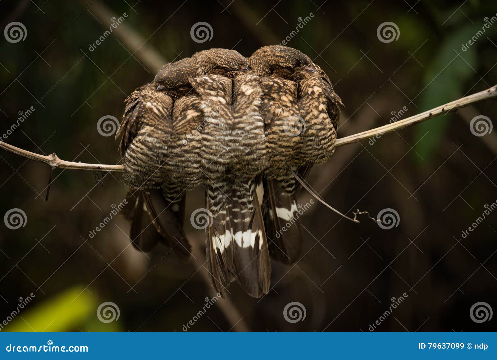 Band-tailed Guan, Penelope Argyrotis, Rare Bird From Dark Forest Santa ...