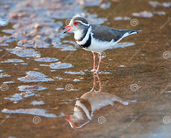 Three banded plover stock photo. Image of reflection - 13141670