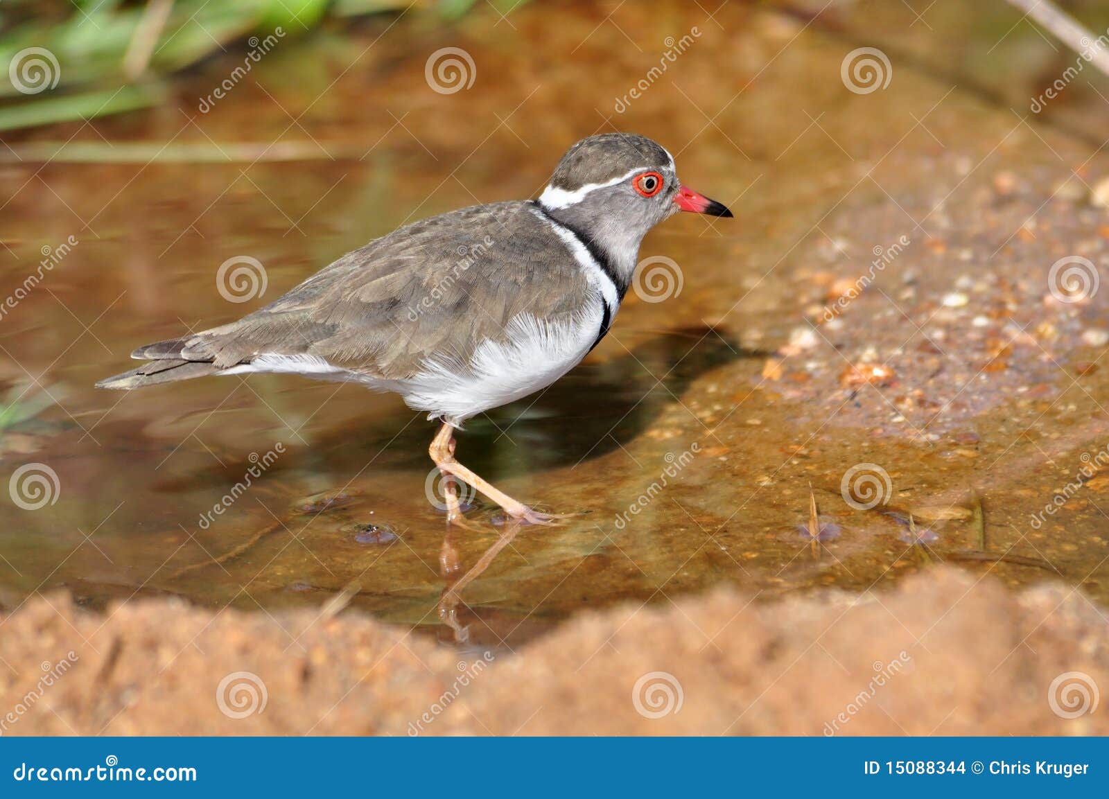 Three-banded Plover stock photo. Image of ecology, travel - 15088344