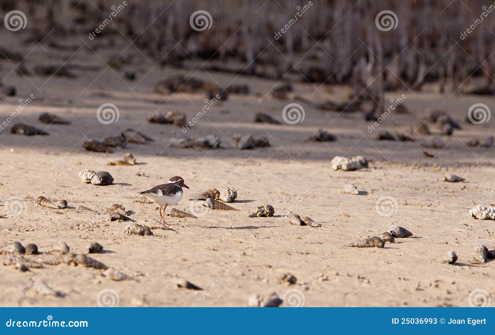 Three-banded Plover stock image. Image of birds, charadrius - 25036993