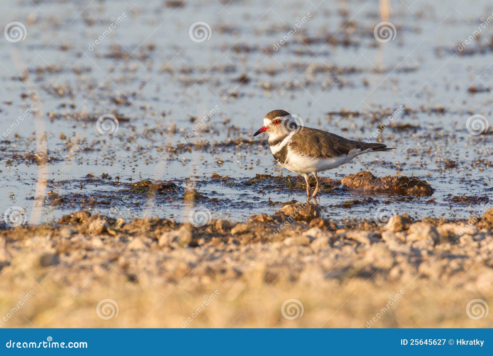 Three-banded plover stock image. Image of national, charadrius - 25645627