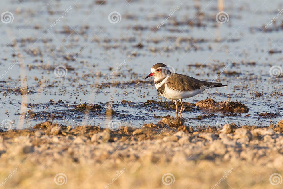 Three-banded plover stock image. Image of national, charadrius - 25645627