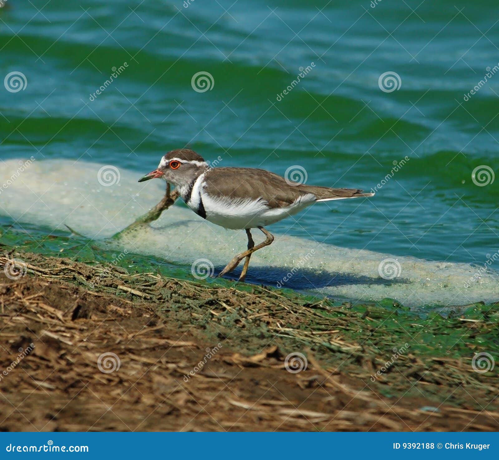 Three-banded Plover stock photo. Image of safari, plover - 9392188