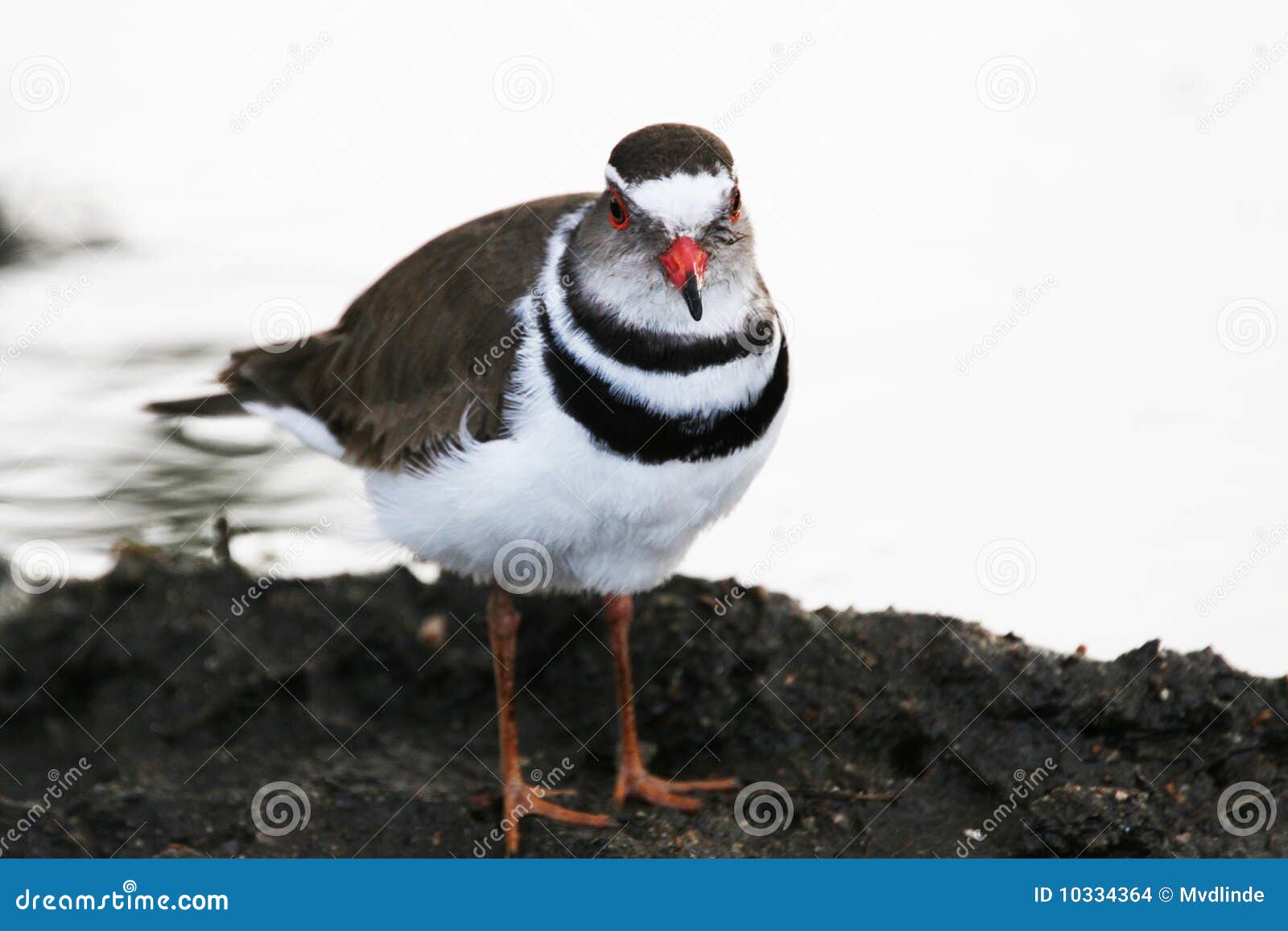 Three-banded Plover (Charadrius Tricollaris) Stock Photo - Image of ...
