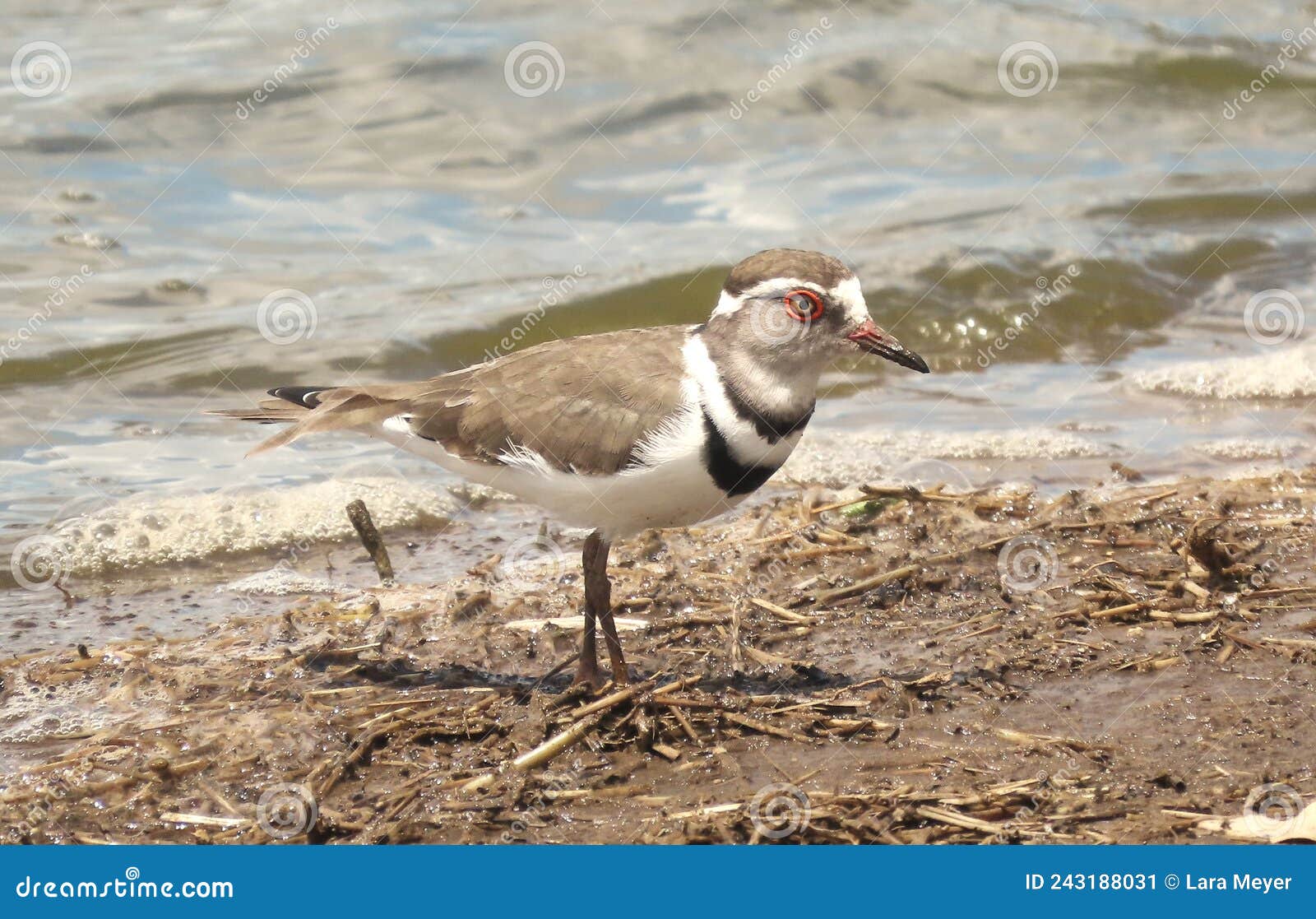 Three-banded Plover stock image. Image of shore, nature - 243188031
