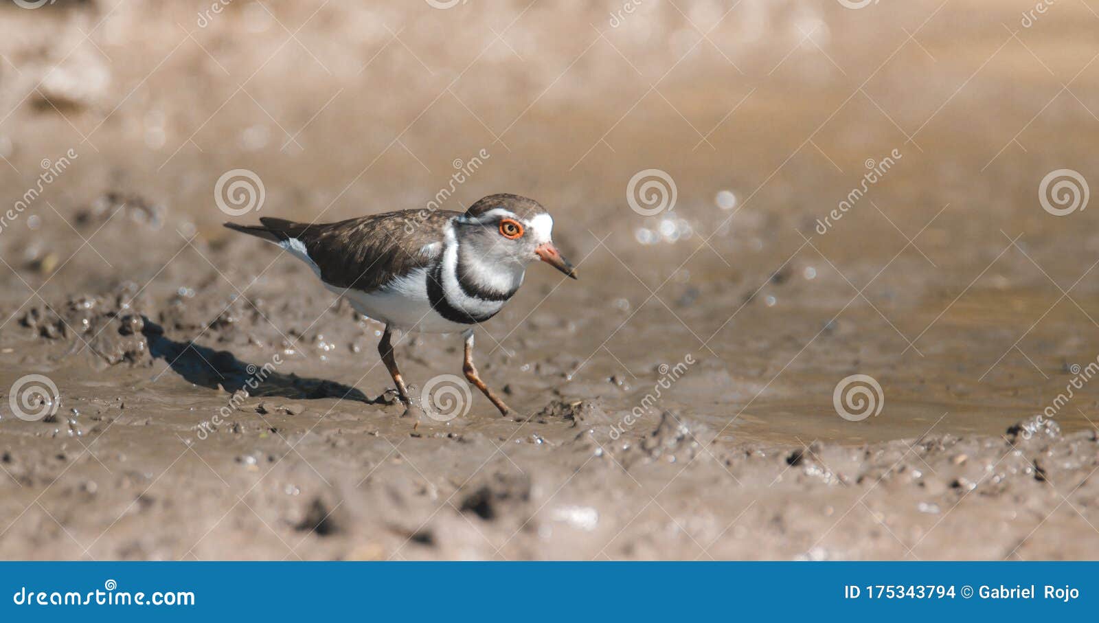 Three Banded Plover, Africa Stock Photo - Image of plover, reproductive ...