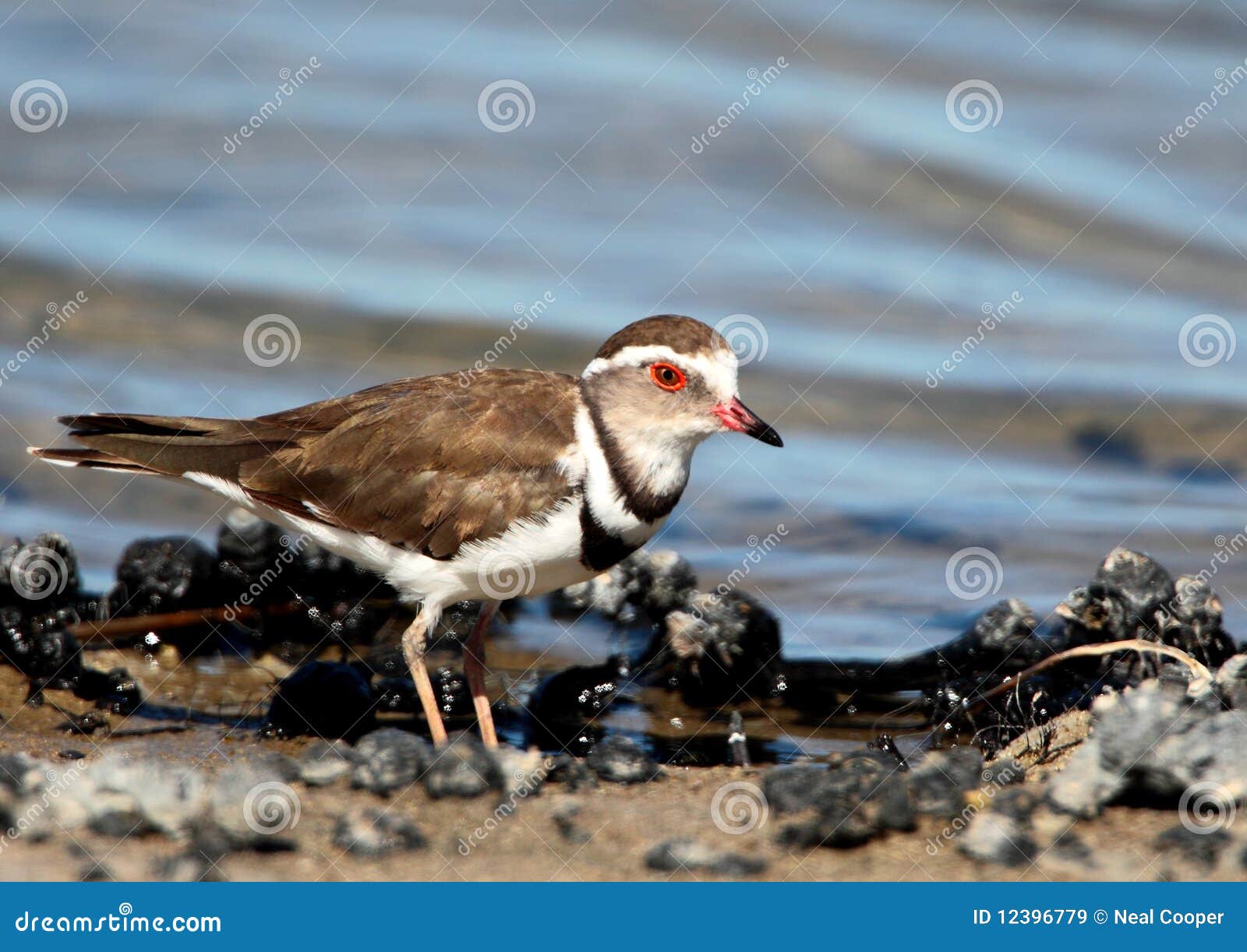 Three-banded Sandplover stock image. Image of avian, plovers - 12396779