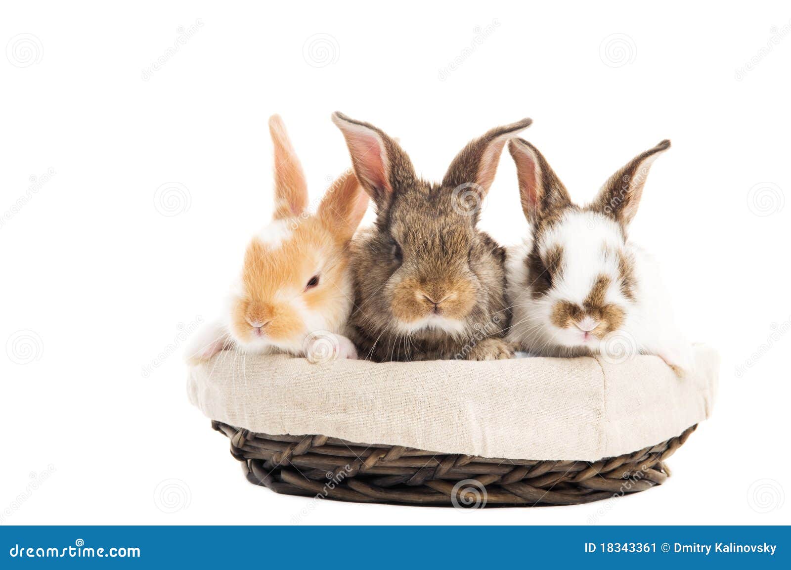 Three Banny Rabbit in Basket Stock Image - Image of beautiful, basket ...