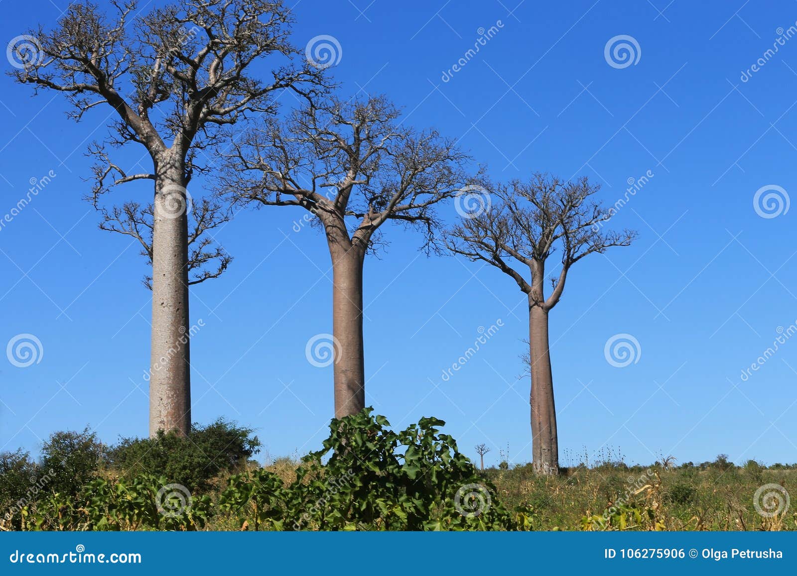 Three baobabs tree stock photo. Image of nature, baobabs - 106275906