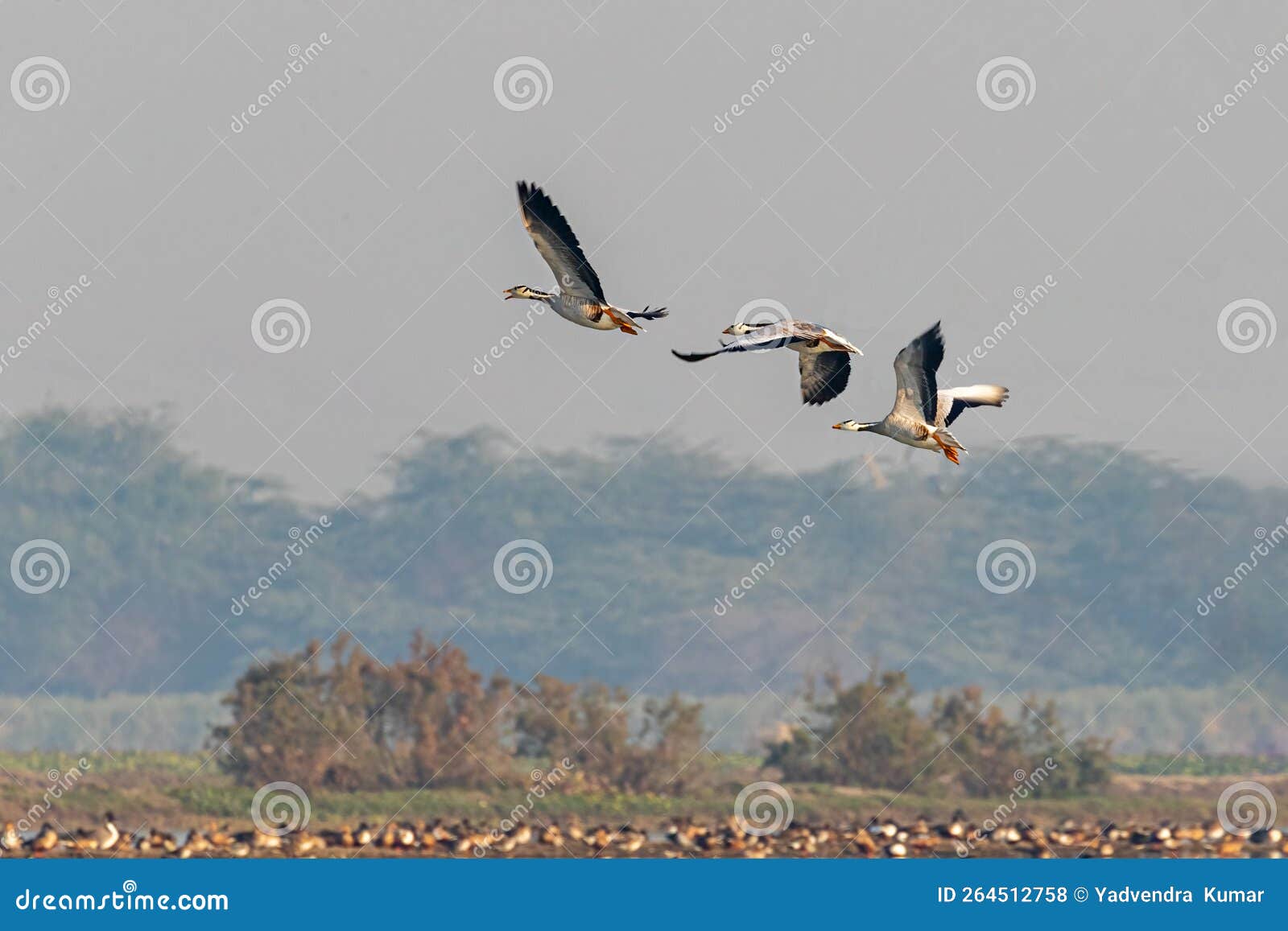 Three Bar headed goose stock photo. Image of flight - 264512758