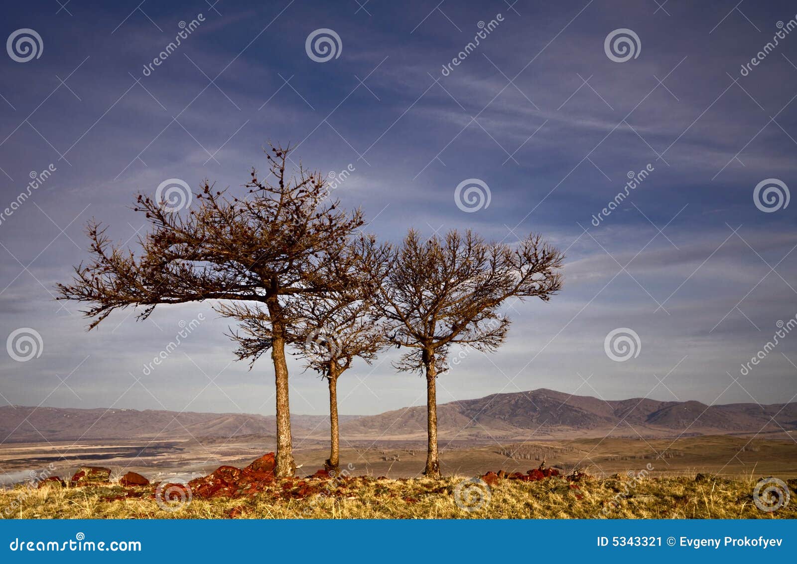 Three bare trees stock image. Image of russia, landscape - 5343321