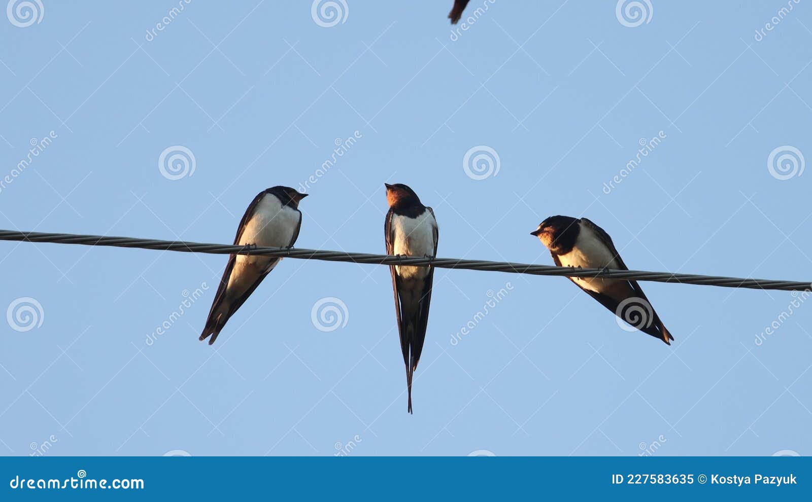 Three Barn Swallows Sing on the Wire Stock Video - Video of swallows ...