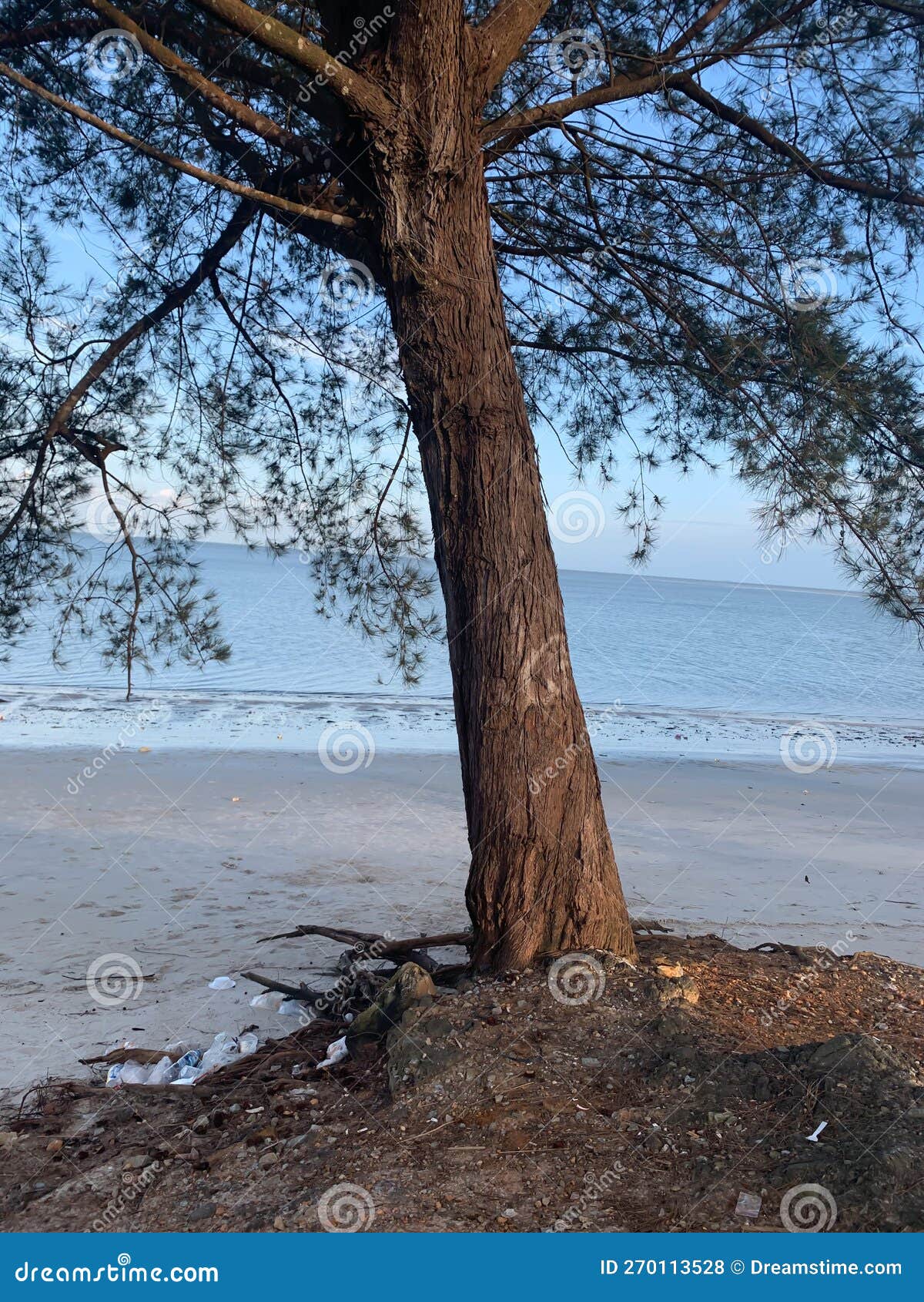 Three on the beach stock photo. Image of holiday, grow - 270113528