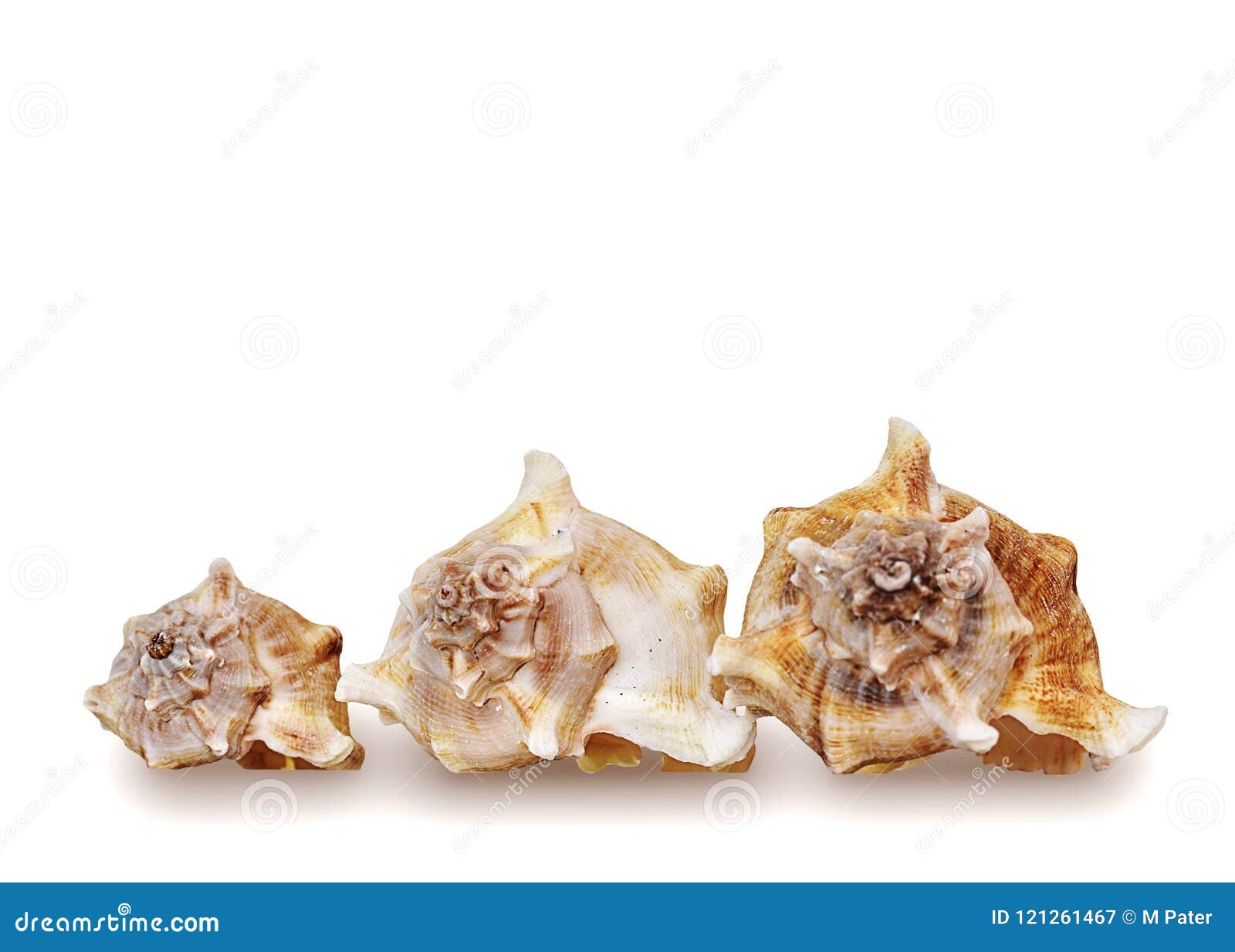 Three Beach Shells on White Background Stock Image - Image of shells ...
