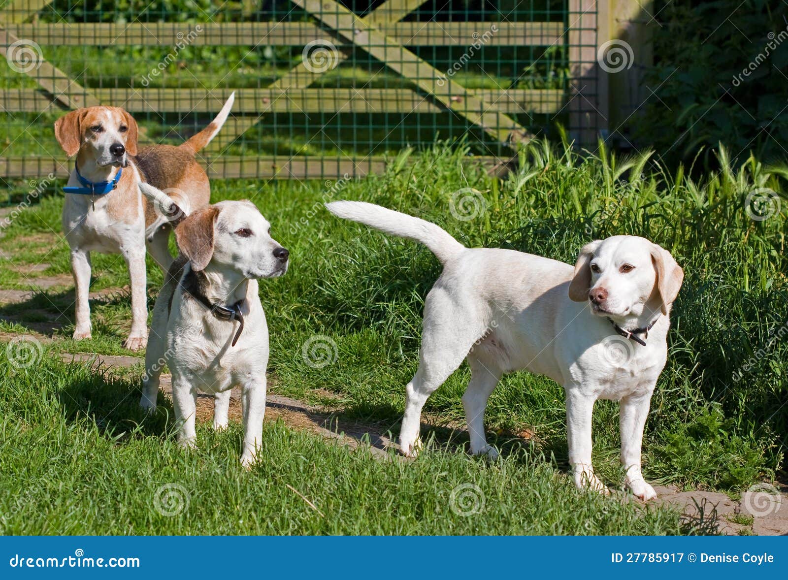 Three Beagle dogs stock image. Image of beagle, canidae - 27785917