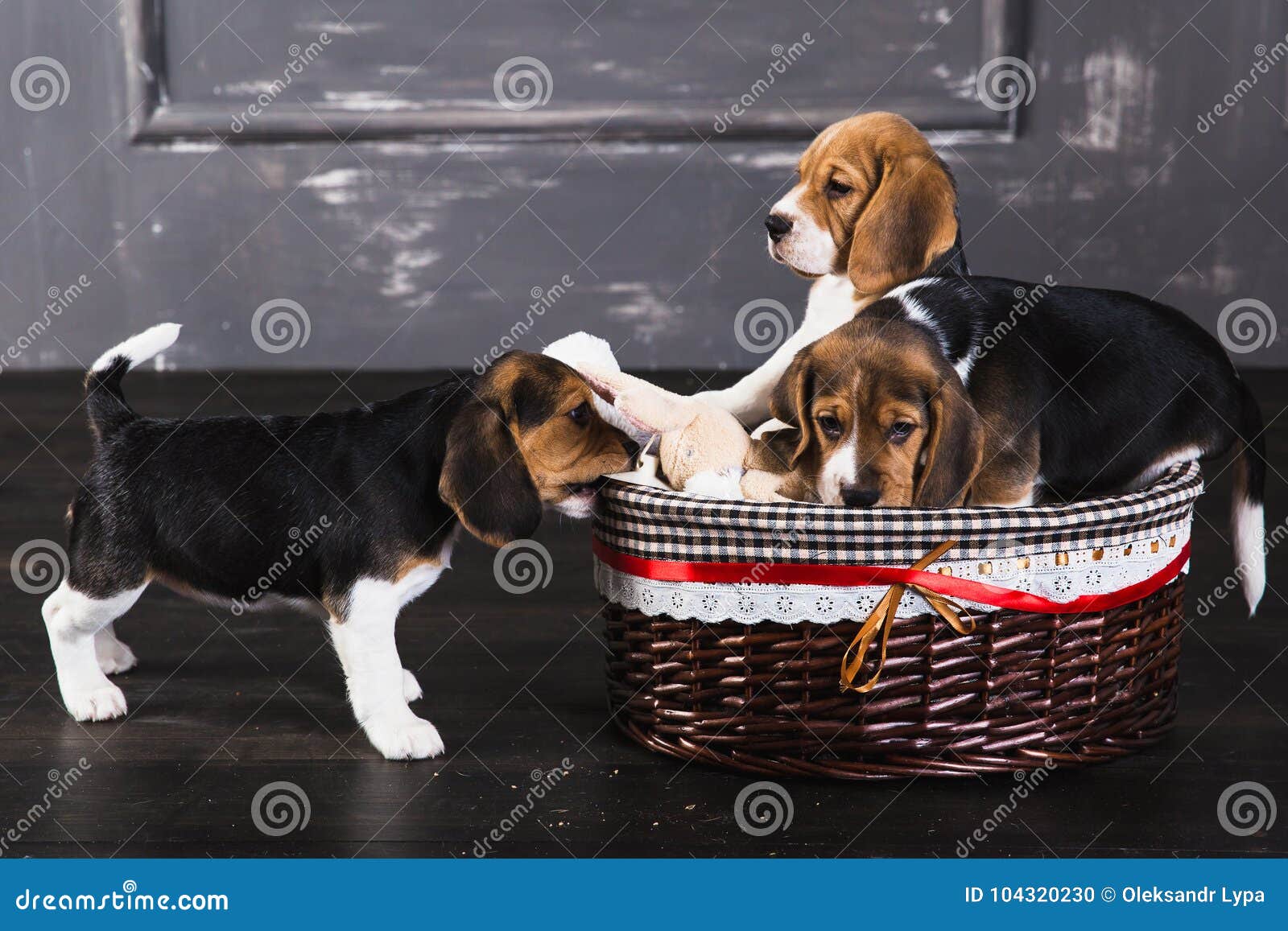 Three Beagle Puppy Sit in Studio Stock Photo - Image of frontview ...