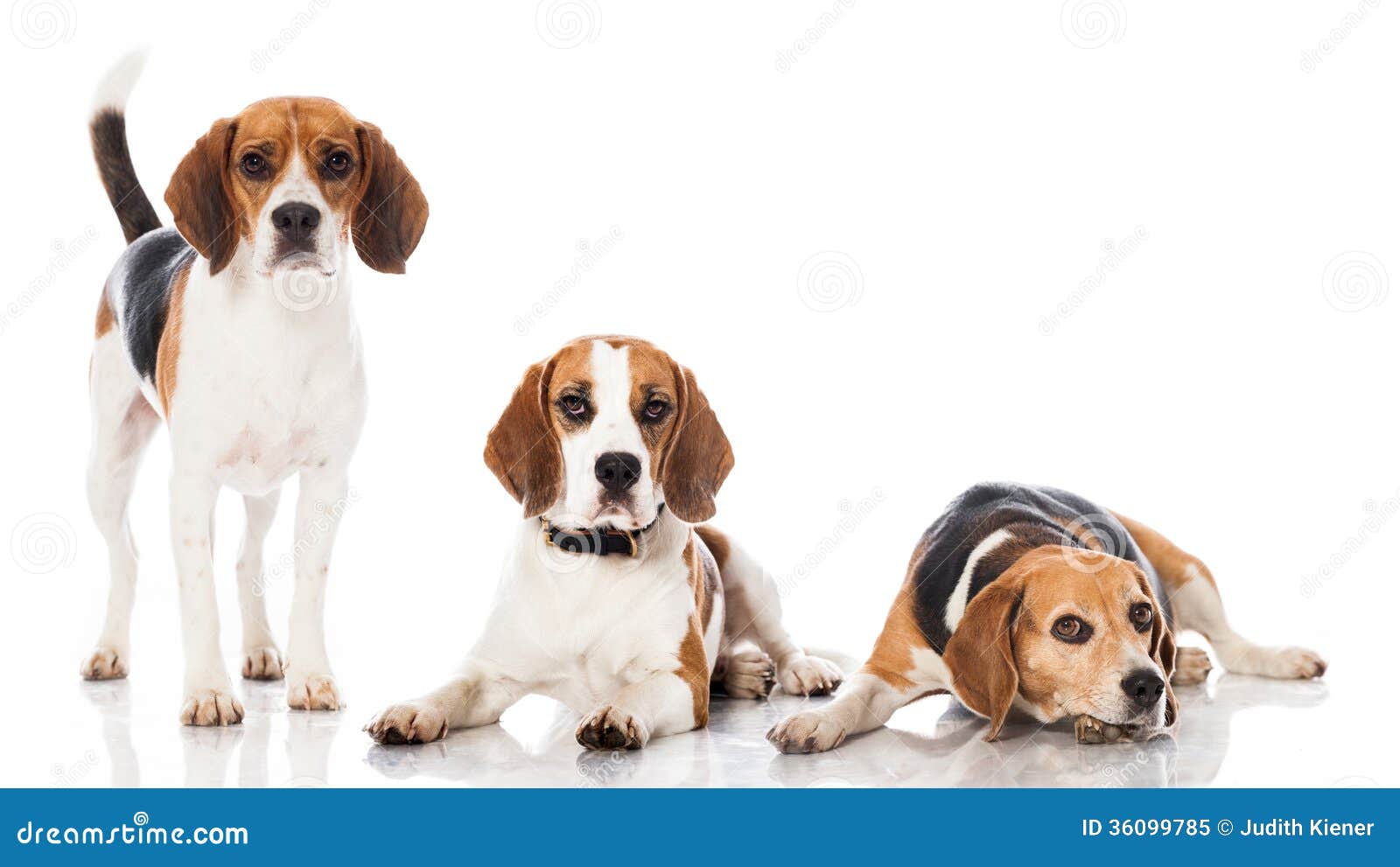 Three beagles stock image. Image of beagle, side, cutout - 36099785
